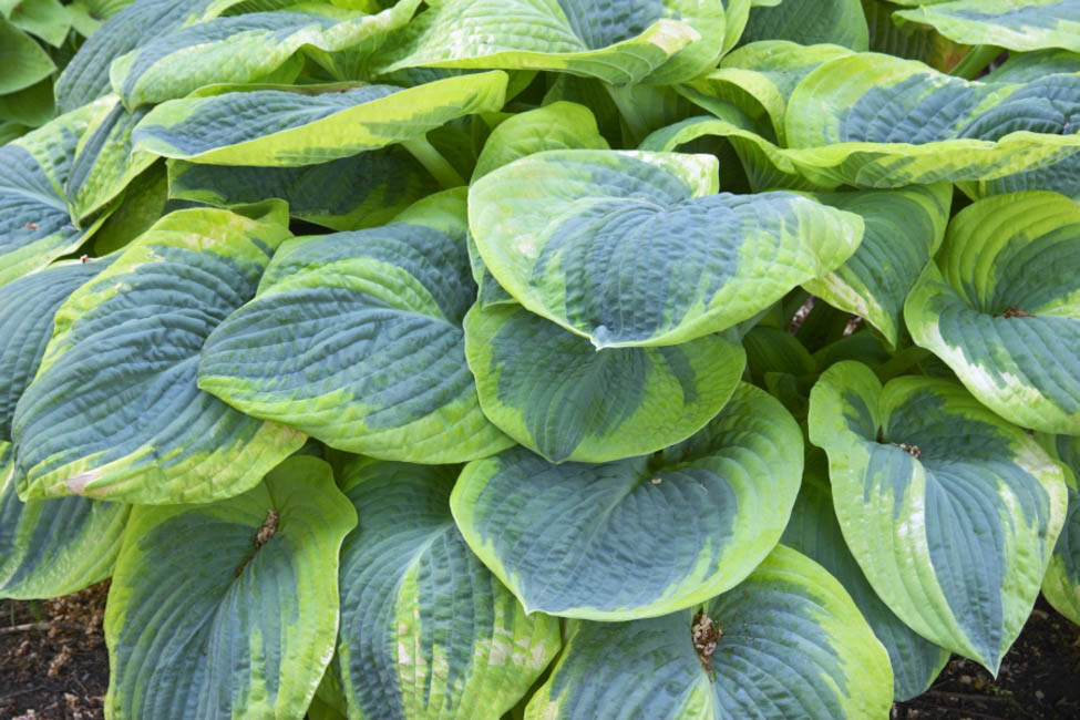 Hosta 'Frances Williams' (Plantain Lily)