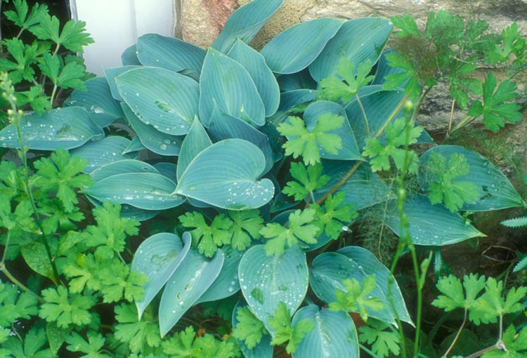 Hosta (Tardiana Group) 'Halcyon' (Plantain Lily)