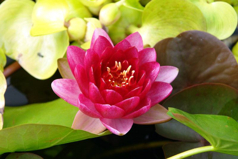 Nymphaea 'Perry's Baby Red' (Hardy Water Lily)