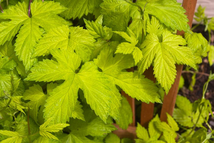 Humulus lupulus 'Aureus' (Common Hop)