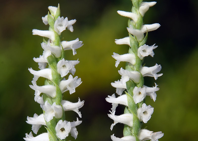 Spiranthes cernua (Nodding Lady's Tresses)
