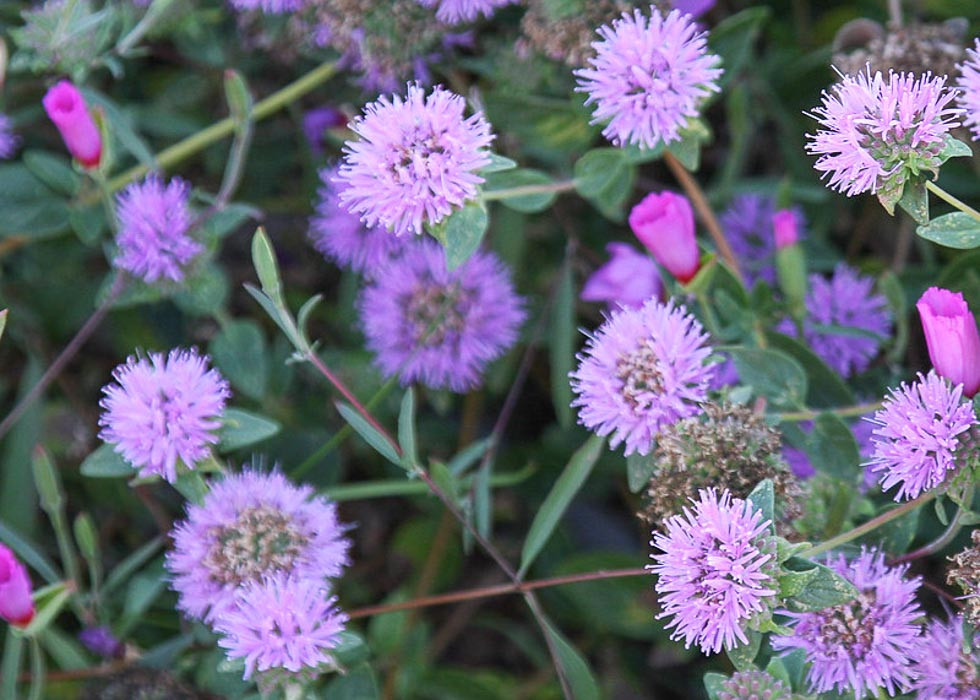 Monardella villosa (Coyote Mint)