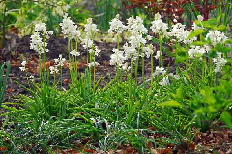 Hyacinthoides hispanica 'White City' (Spanish Bluebells)