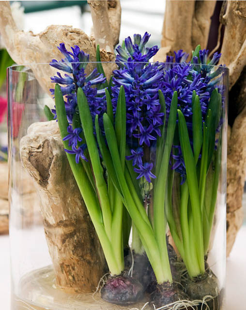 Hyacinthus orientalis 'Blue Jacket' (Dutch Hyacinth)