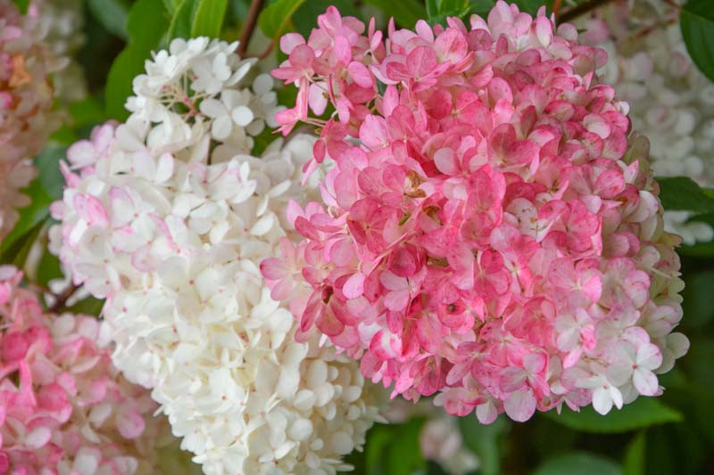 Hydrangea paniculata 'Vanille Fraise'