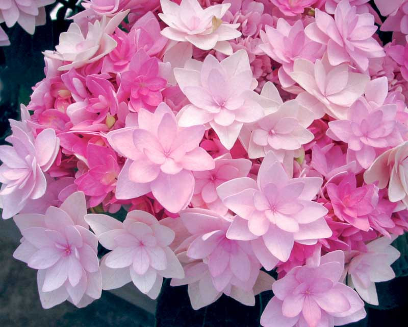 Hydrangea macrophylla 'Passion'