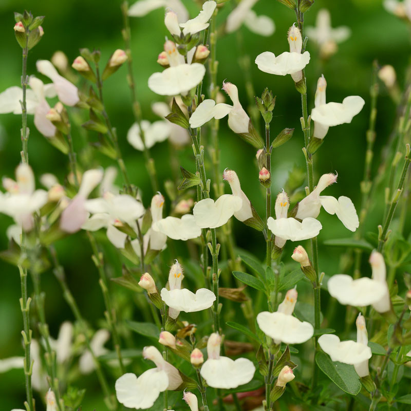 Salvia greggii Mirage Cream (Autumn Sage)