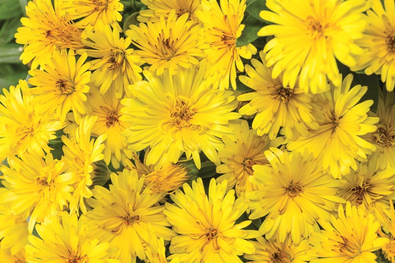Calendula Lady Godiva® Yellow (Pot Marigold)