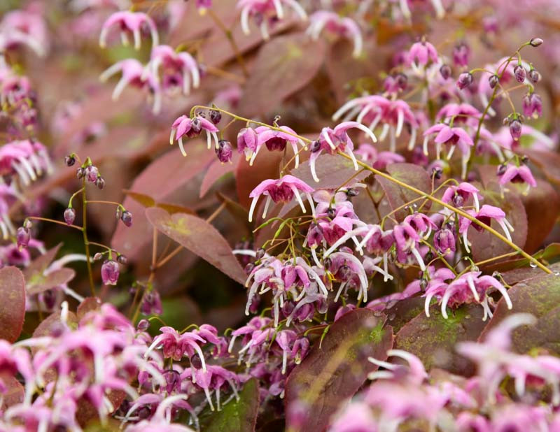 Epimedium 'Pretty in Pink' (Barrenwort)