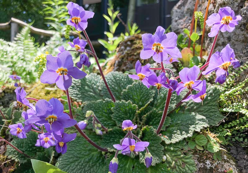 Ramonda myconi (Pyrenean Violet)