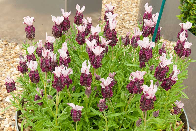 Lavandula stoechas 'Kew Red' (Lavender)
