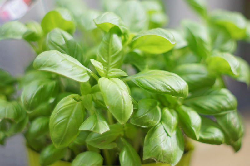 Ocimum basilicum (Sweet Basil)