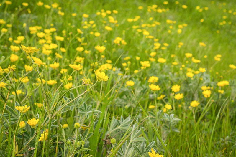 Ranunculus californicus (California Buttercup)