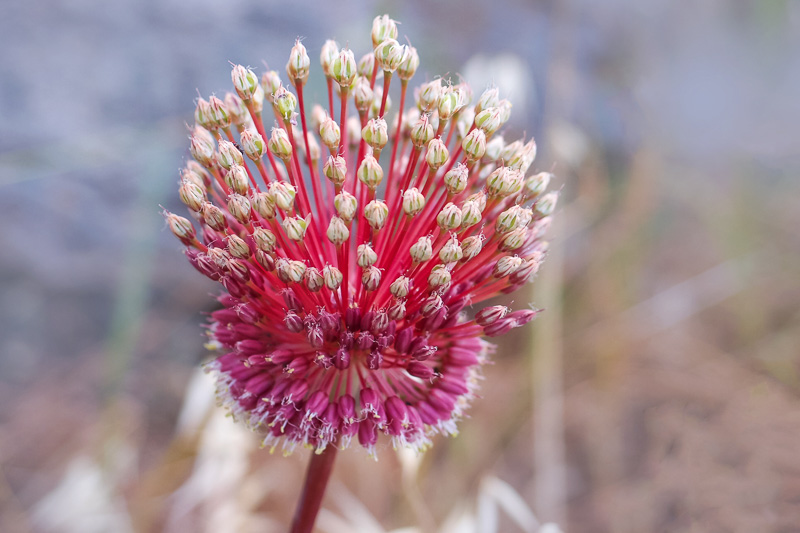 Allium amethystinum 'Red Mohican' (Ornamental Onion)