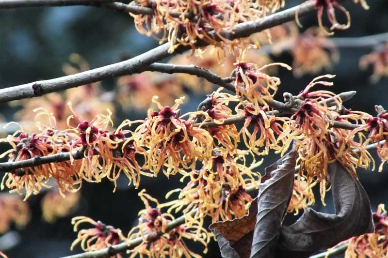 Hamamelis x intermedia 'Jelena' (Witch Hazel)