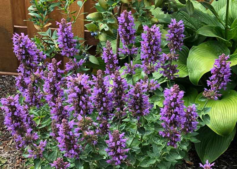 Agastache POQUITO Dark Blue (Dwarf Hummingbird Mint)