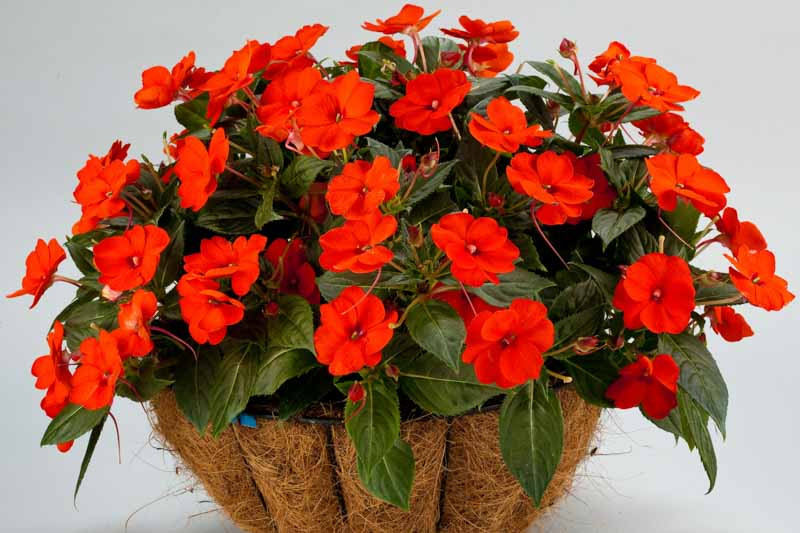 Impatiens 'Sunpatiens Compact Electric Orange'