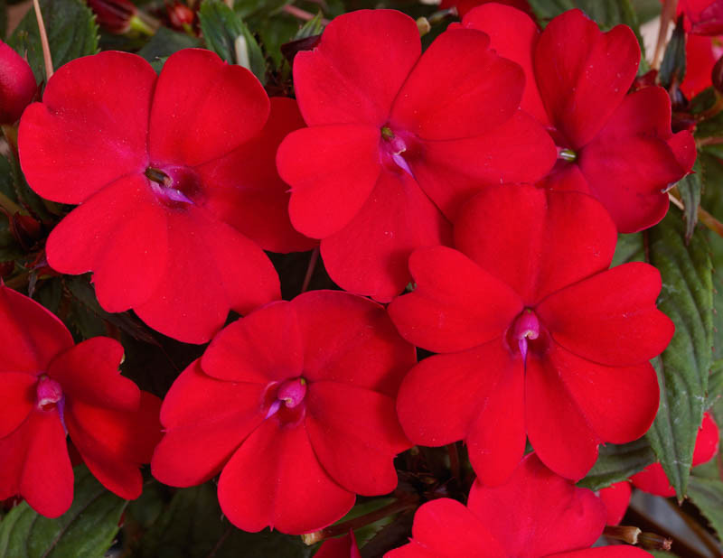 Impatiens 'Sunpatiens Compact Fire Red'