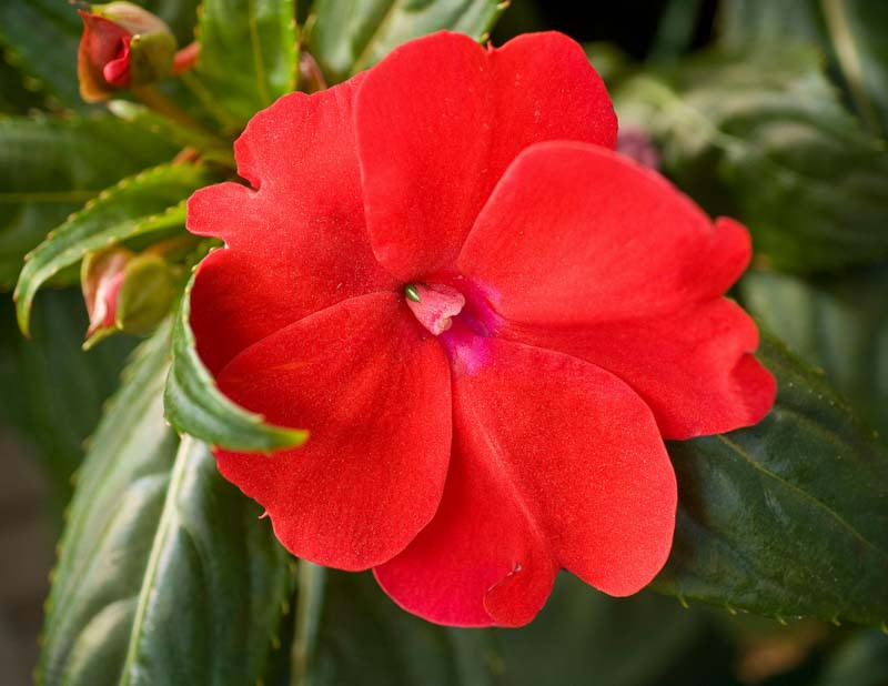 Impatiens 'Sunpatiens Compact Red'