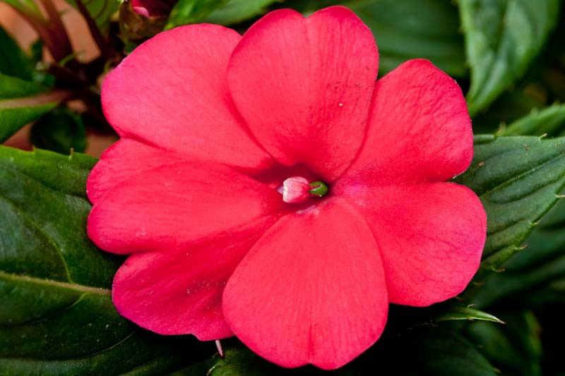Impatiens 'Sunpatiens Spreading Carmine Red'