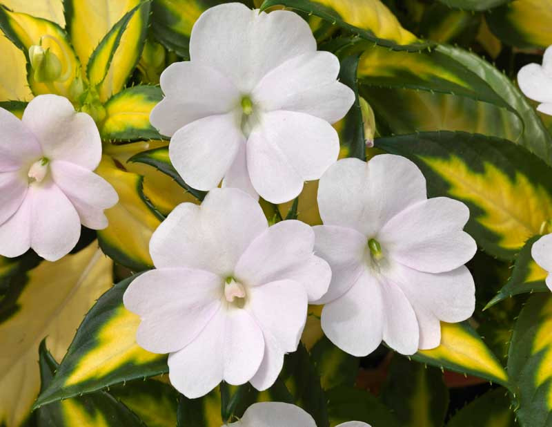 Impatiens 'Sunpatiens Spreading Variegated White'