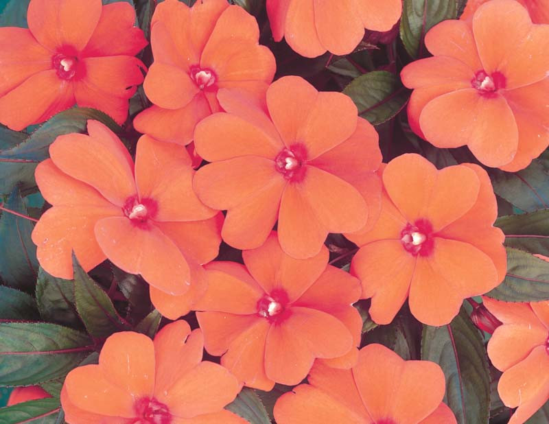Impatiens 'Infinity Orange'