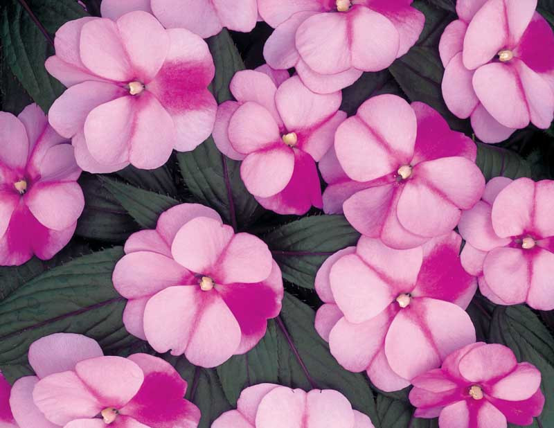 Impatiens 'Infinity Pink Frost'