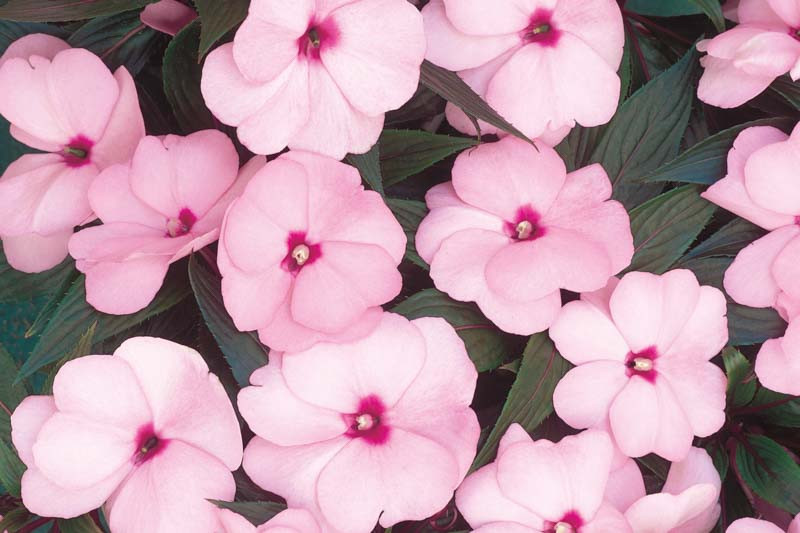 Impatiens 'Infinity Pink'