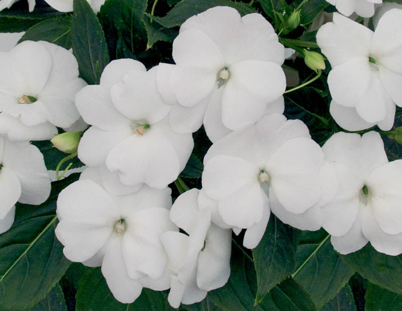 Impatiens 'Infinity White'