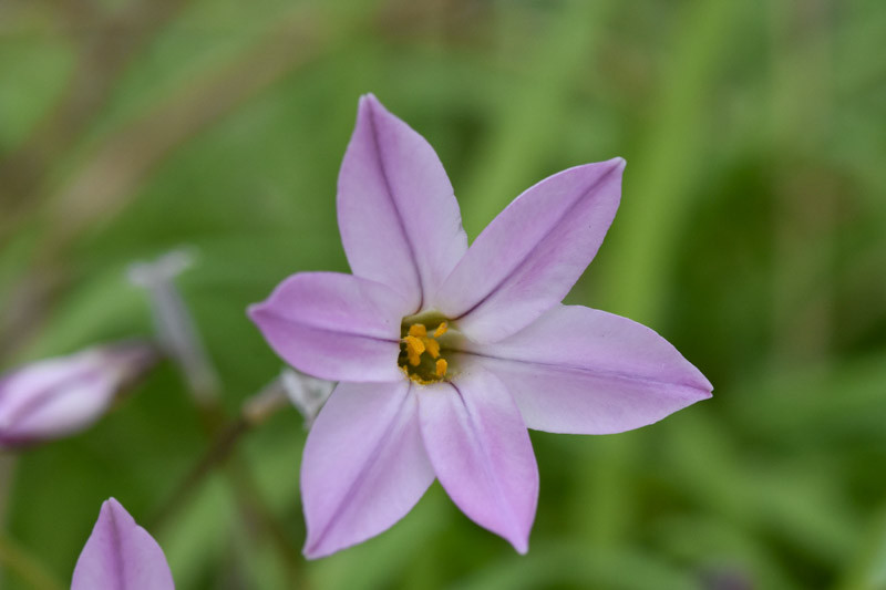 Ipheion uniflorum 'Charlotte Bishop' (Spring Starflower)