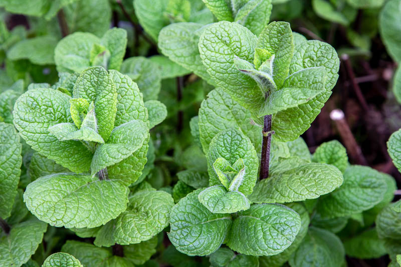 Mojito Mint (Mentha x villosa)
