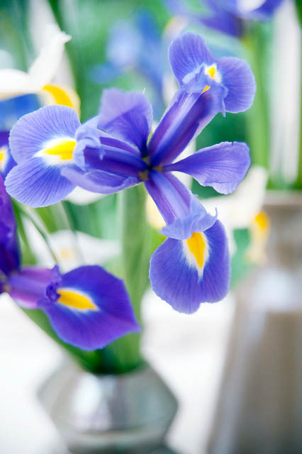 Iris hollandica 'Blue Magic' (Dutch Iris)