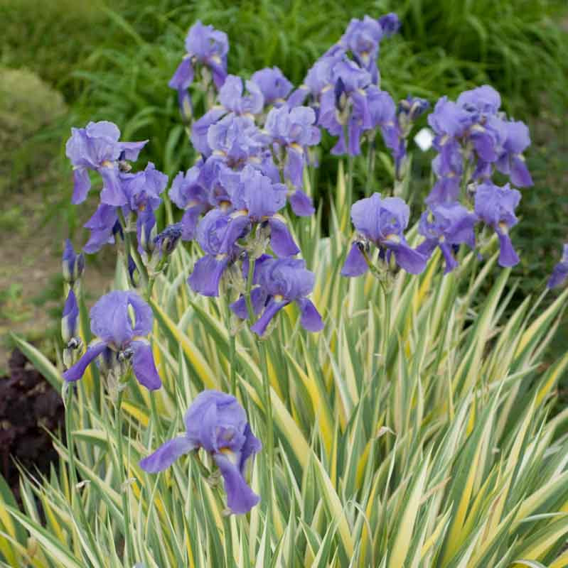 Iris pallida 'Variegata' (Dalmatian Iris)
