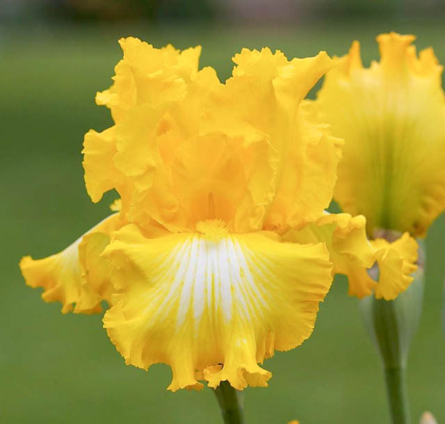Iris 'That's All Folks' (Bearded Iris)