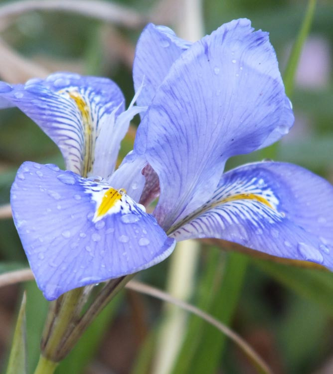 Iris unguicularis (Algerian Iris)