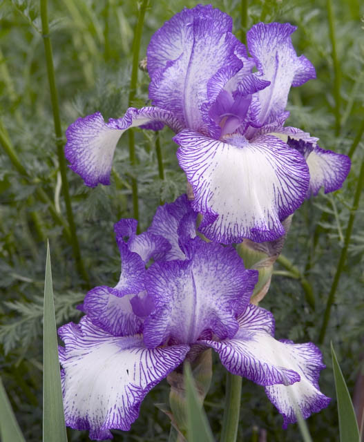 Iris 'Autumn Circus' (Reblooming Bearded Iris)