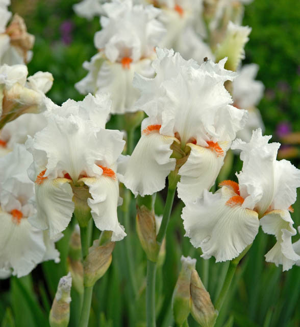 Iris 'Celestial Flame' (Bearded Iris)