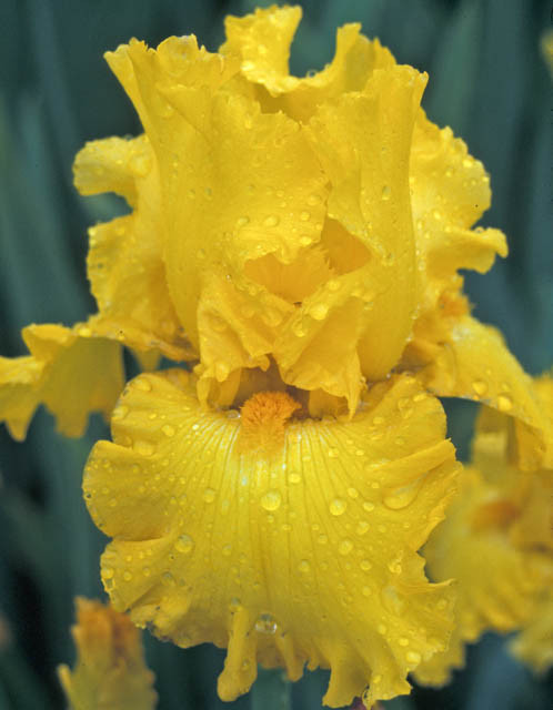 Iris 'Pure As Gold' (Reblooming Bearded Iris)