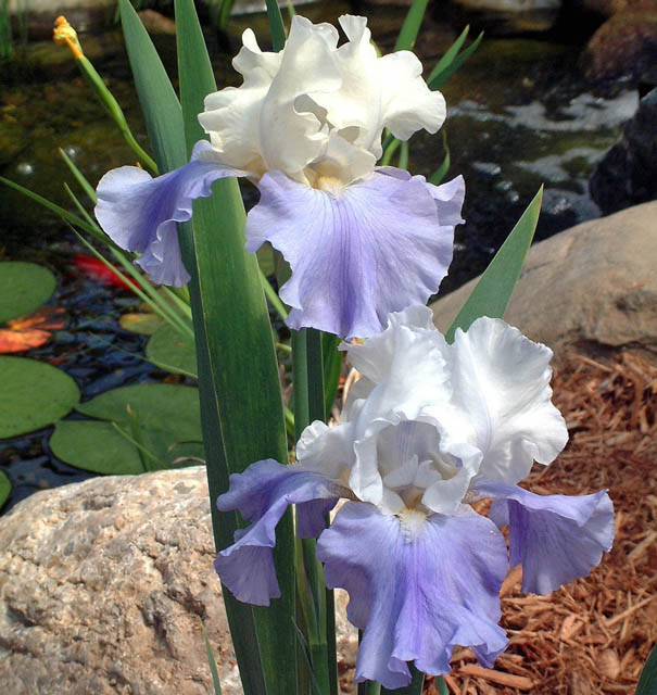 Iris 'Stairway to Heaven' (Bearded Iris)
