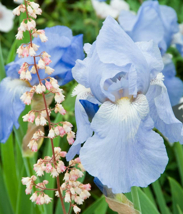 Iris 'Sugar Blues' (Reblooming Bearded Iris)