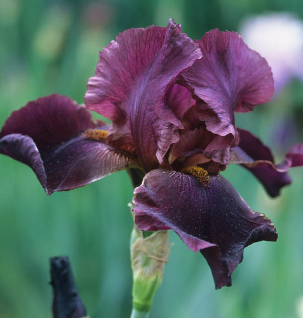 Iris 'Winesap' (Reblooming Bearded Iris)