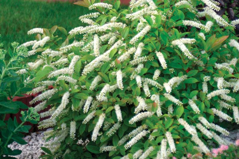 Itea virginica Little Henry® (Virginia Sweetspire)