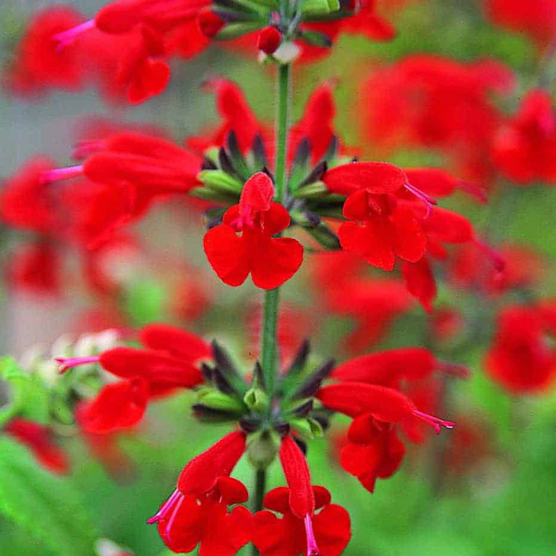 Salvia coccinea 'Summer Jewel Red' (Scarlet Sage)