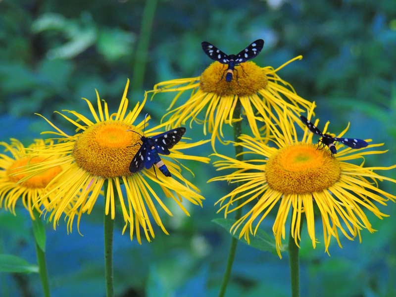Inula helenium (Elecampane)