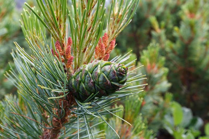 Pinus pumila (Dwarf Siberian Pine)