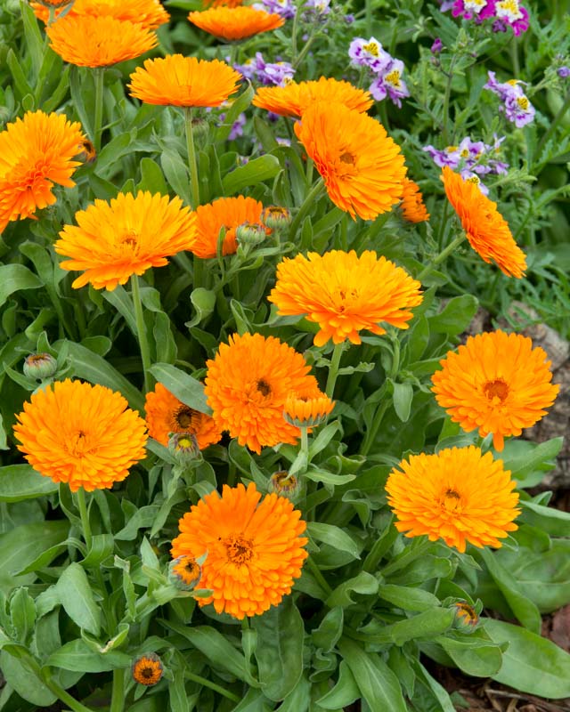 Calendula officinalis 'Candyman Orange' (Pot Marigold)