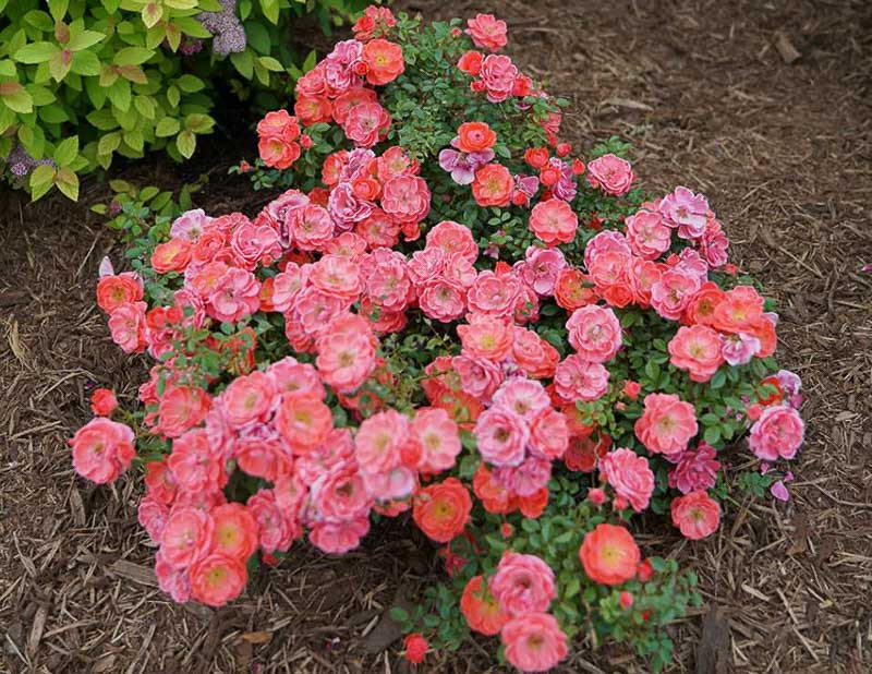 Rosa Oso Easy Mango Salsa (Groundcover Rose)