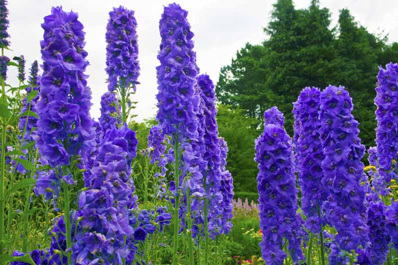 Delphinium 'Faust' (Candle Larkspur)