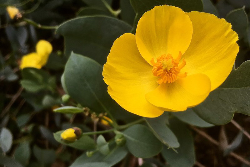 Dendromecon harfordii (Island Tree Poppy)