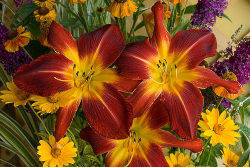 Hemerocallis 'Ruby Spider' (Daylily)